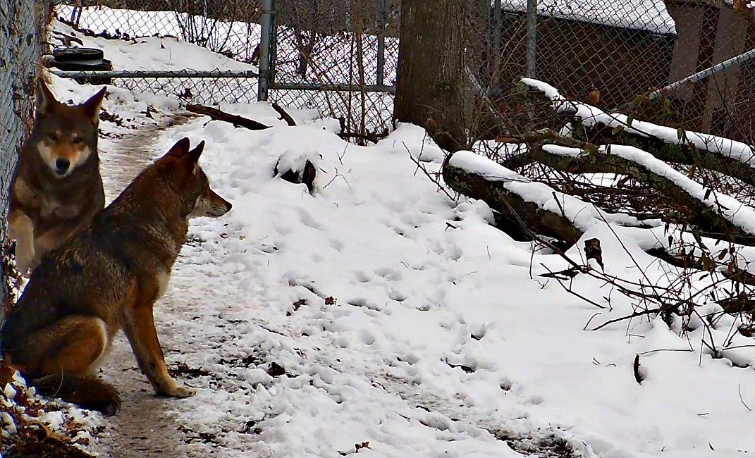 red wolves | Wolf spirit, Red wolf, Animals